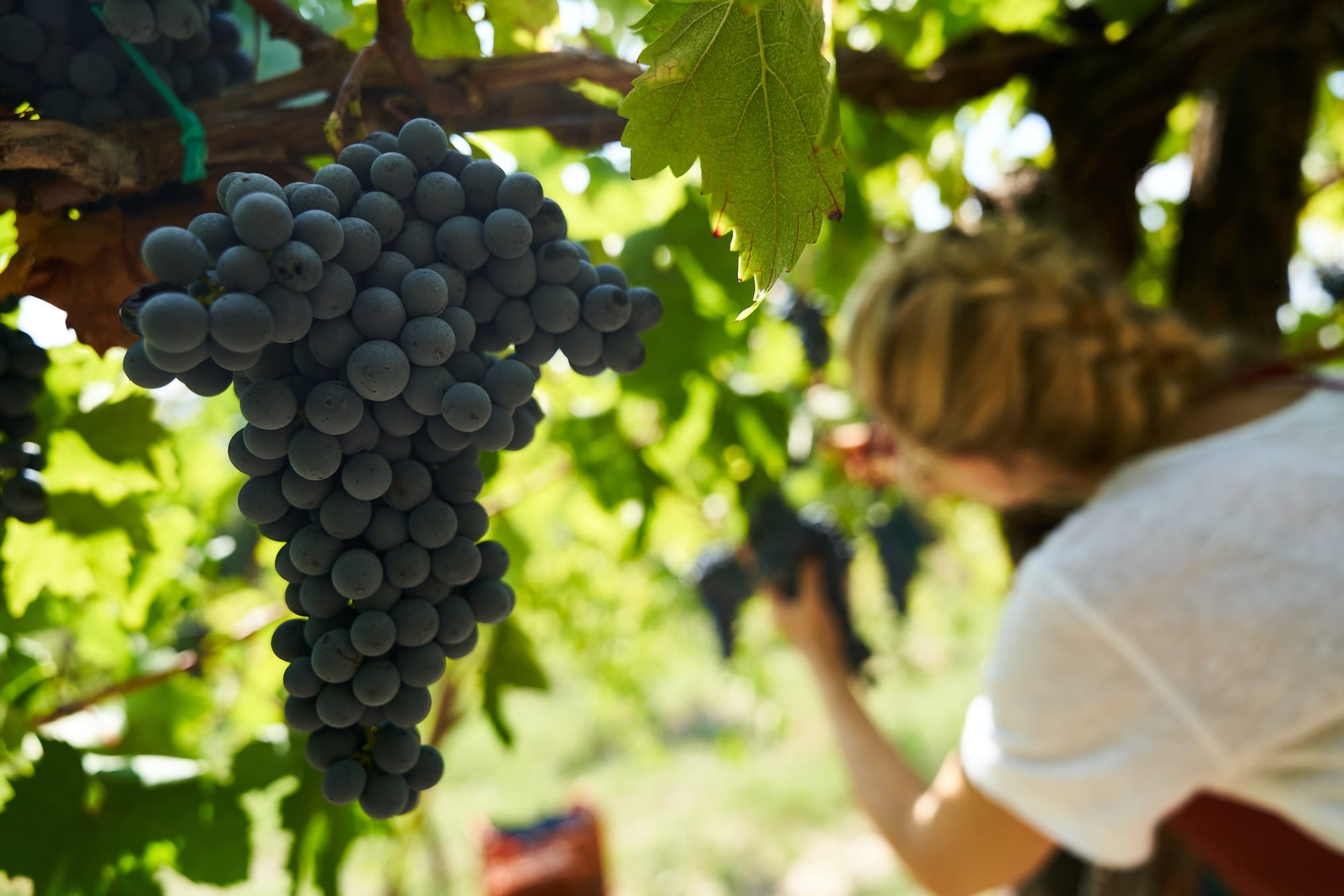 Fiche métier : Viticulteur - Afiagri