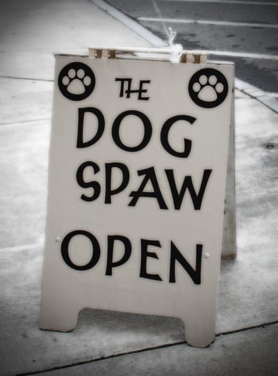 THE DOG SPAW
