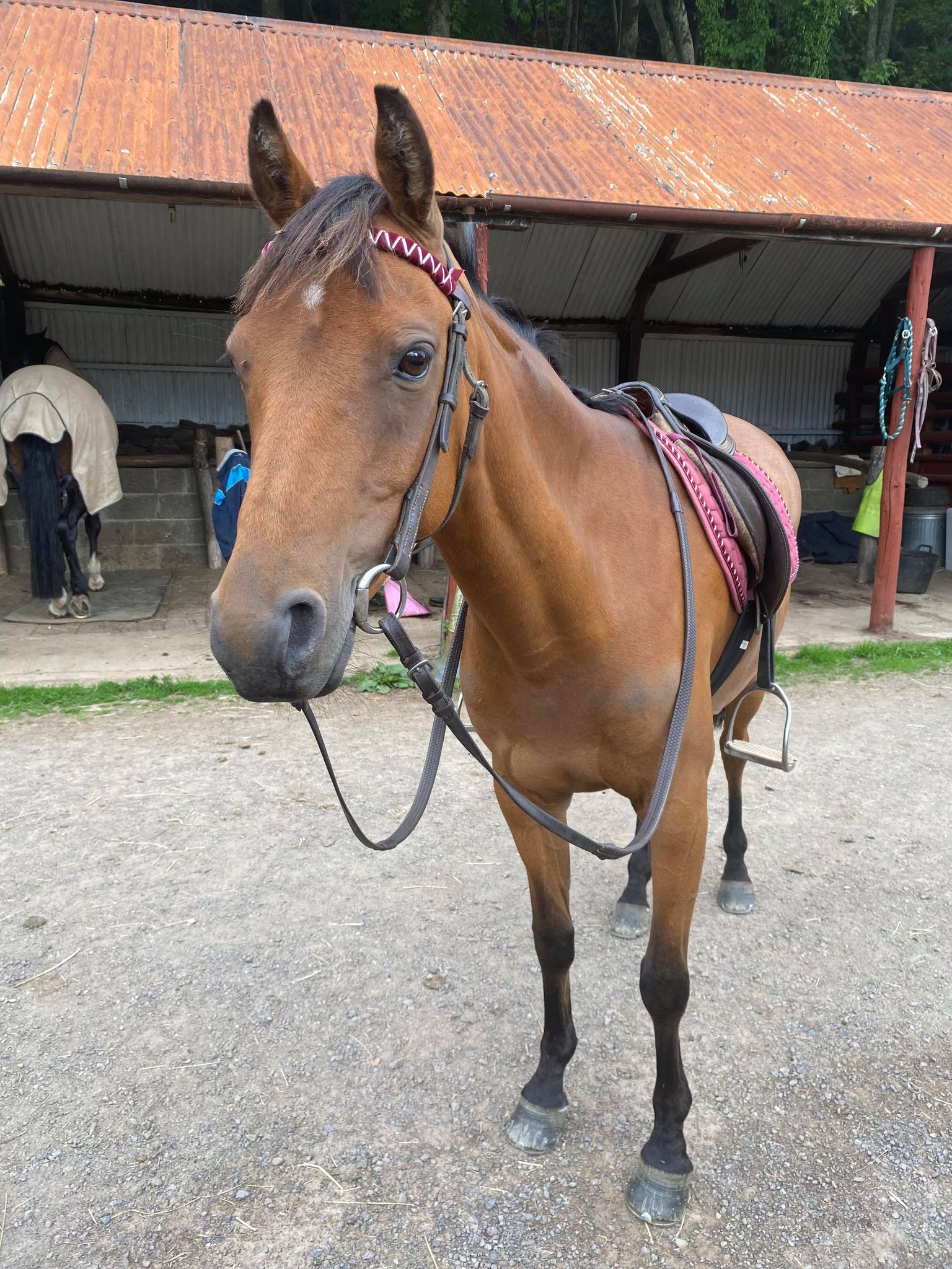 Lunga Riding Stables
