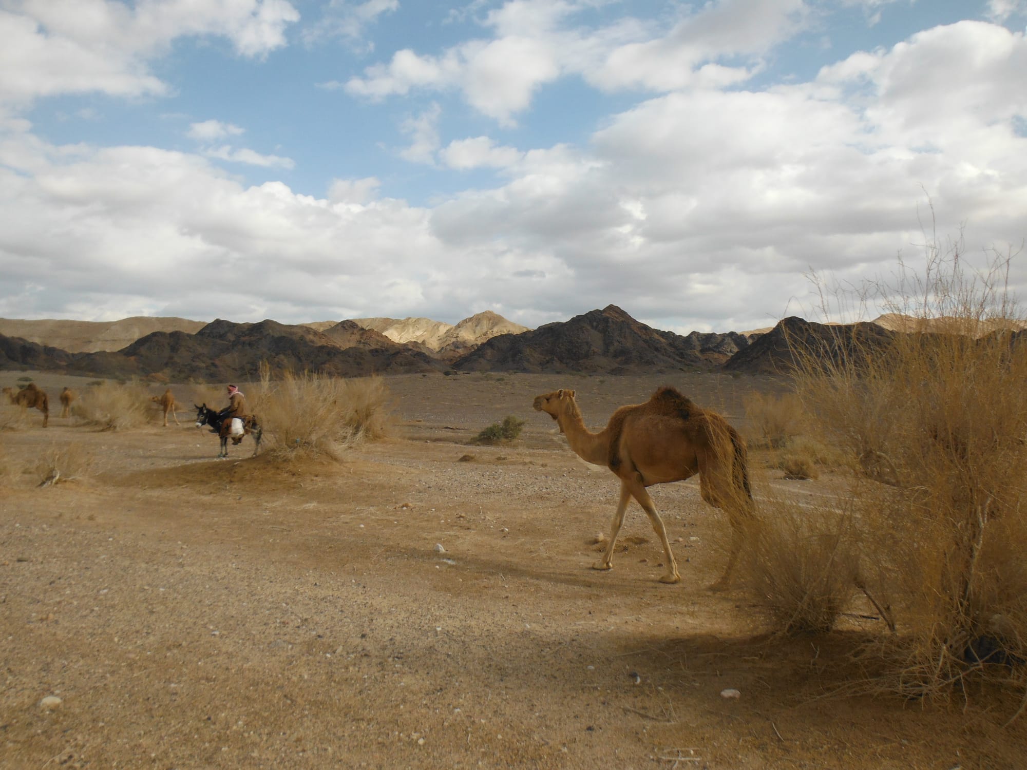 Wadi Araba - Paths of Jordan