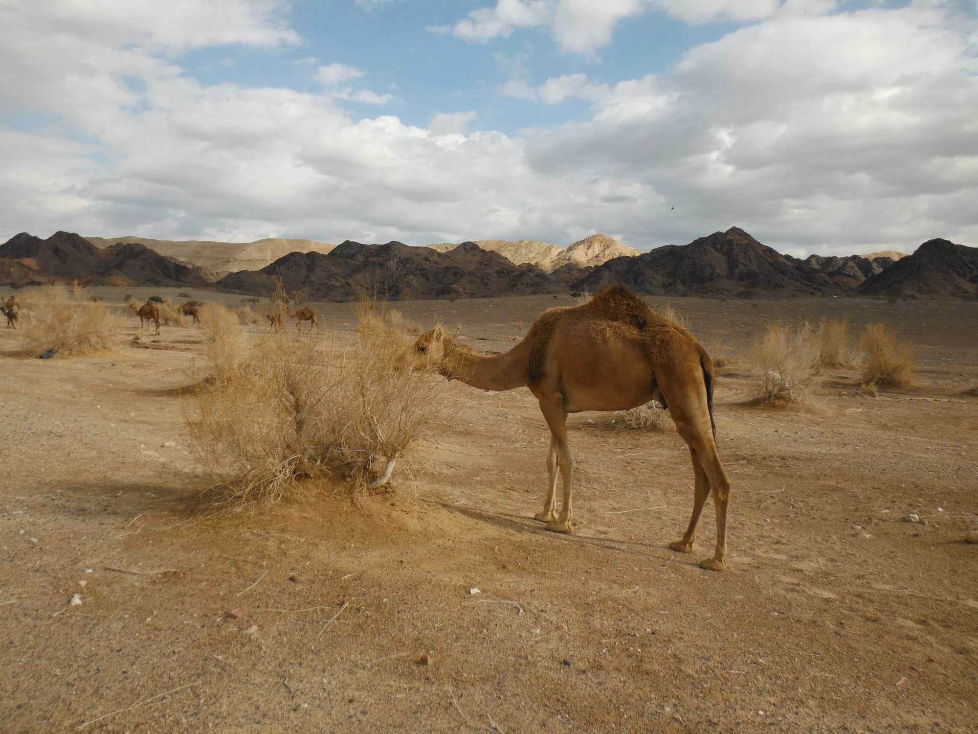 Wadi Araba - Paths of Jordan