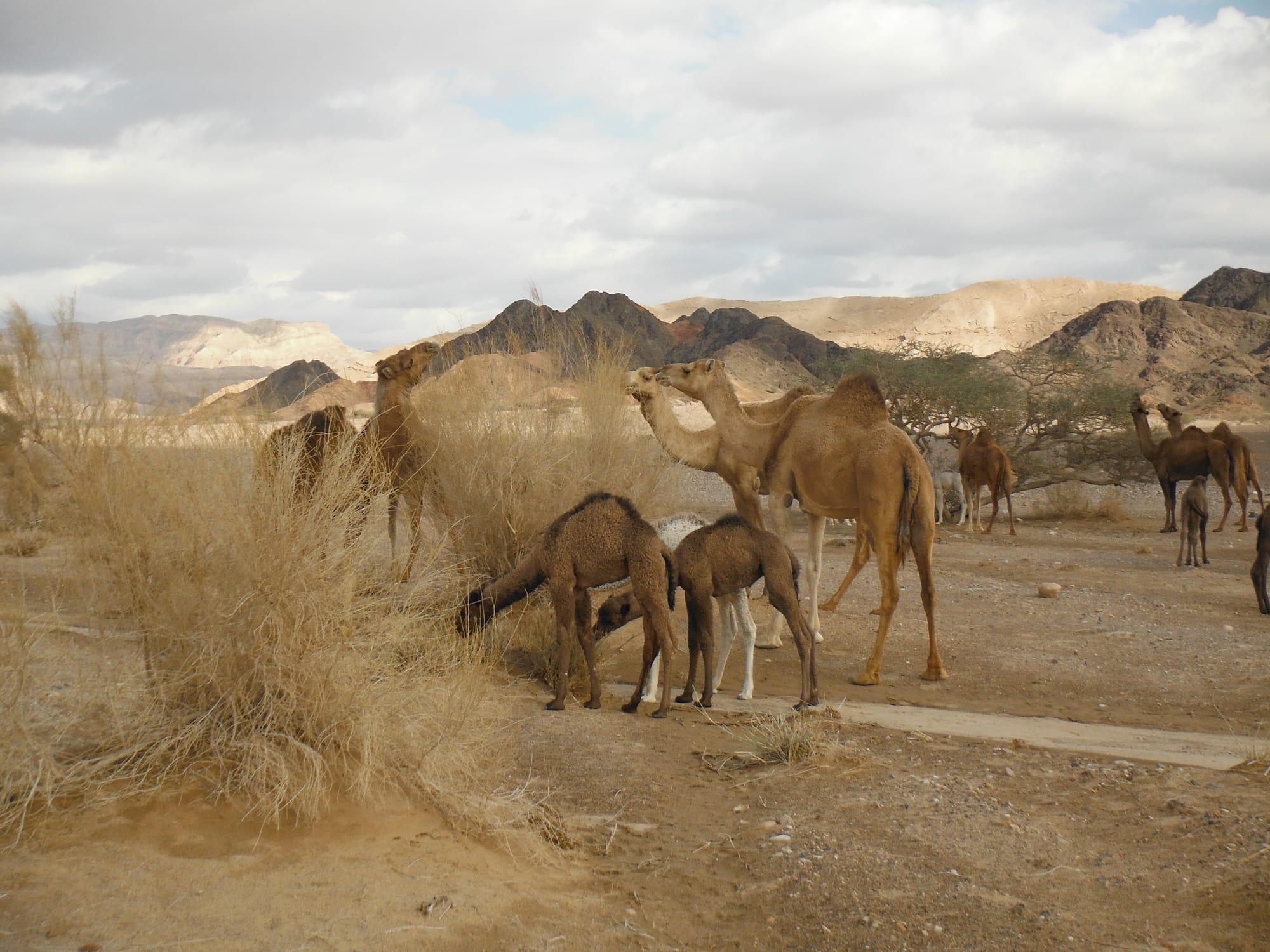 Wadi Araba - Paths of Jordan