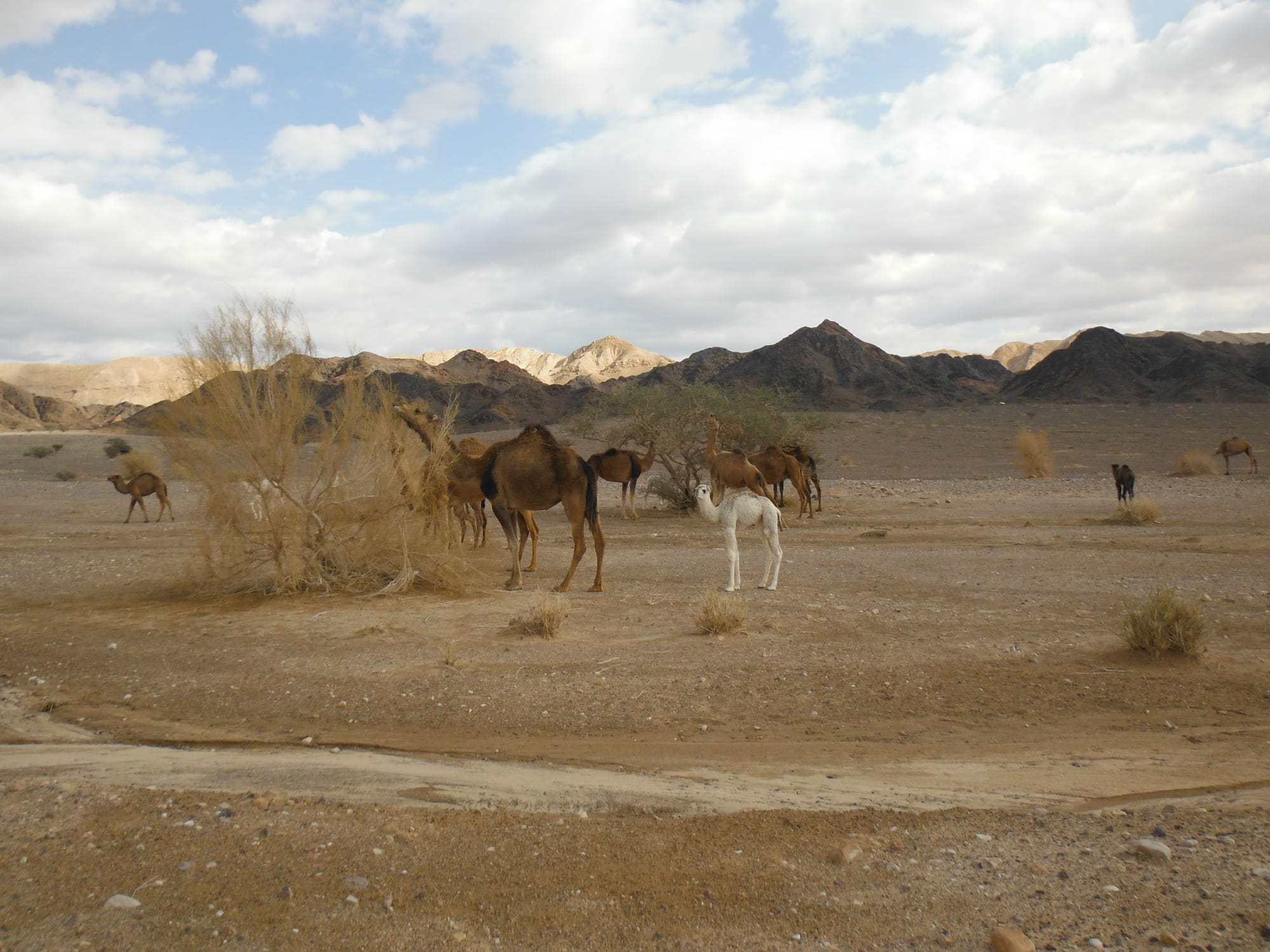 Wadi Araba - Paths of Jordan