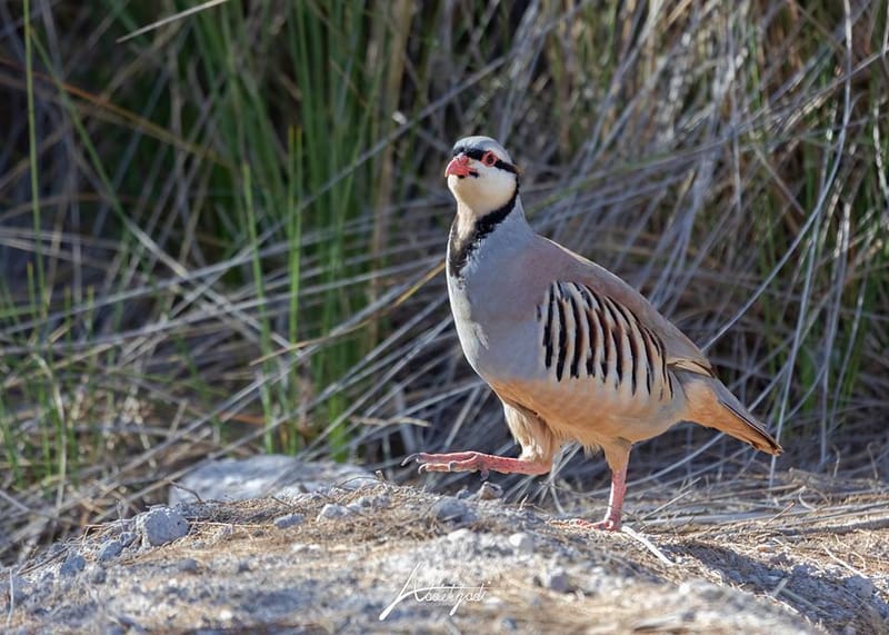 Birdwatching in Jordan