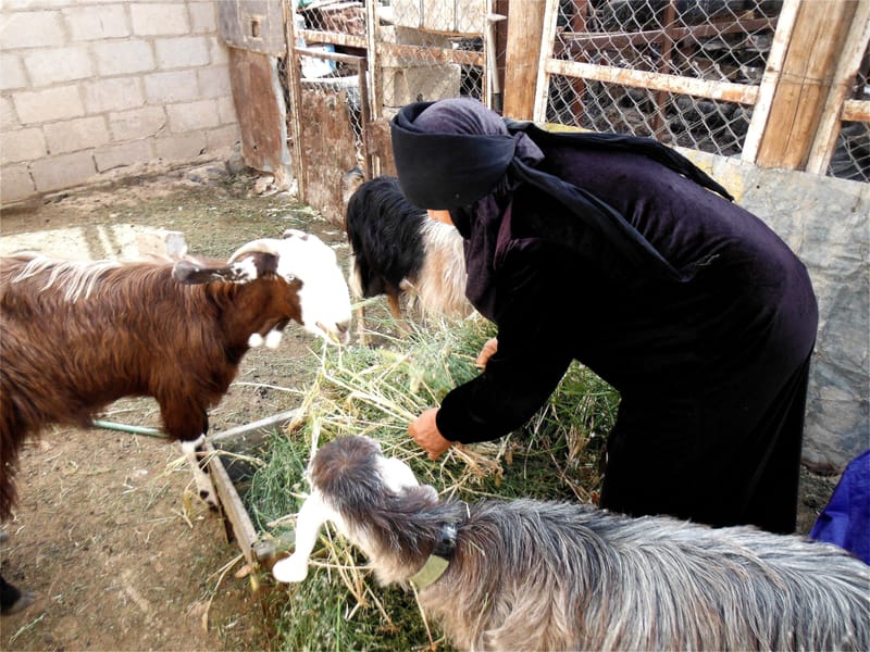 The Safawi Women Life Experience