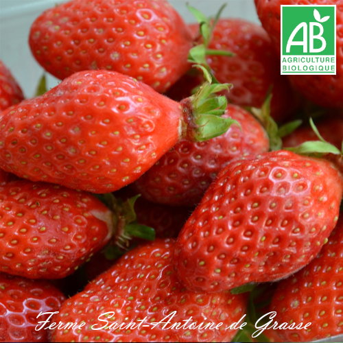 Fraises - Ferme Saint-Antoine de Grasse