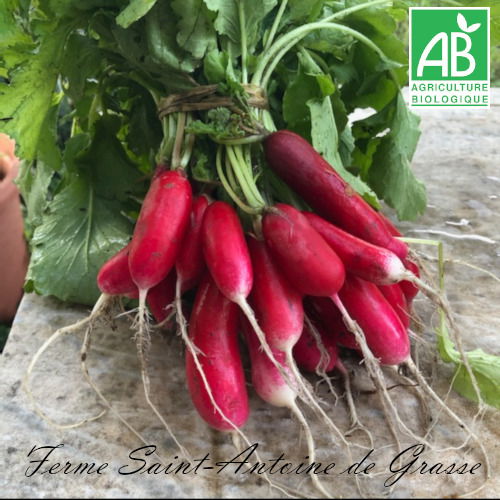Radis de couleur - Ferme Saint-Antoine de Grasse