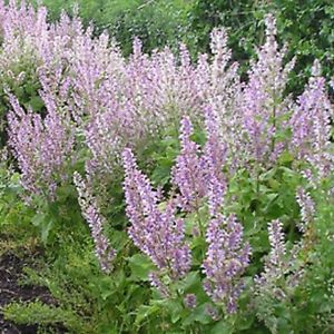Lemon Myrtle Premium - Backhousia citriodora - naturalscents.com.au