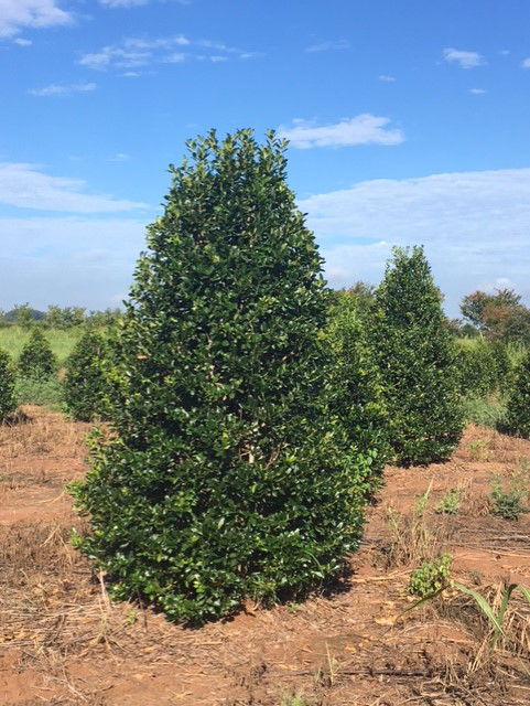 Louisiana Tree Farm - Bunkie, Louisiana