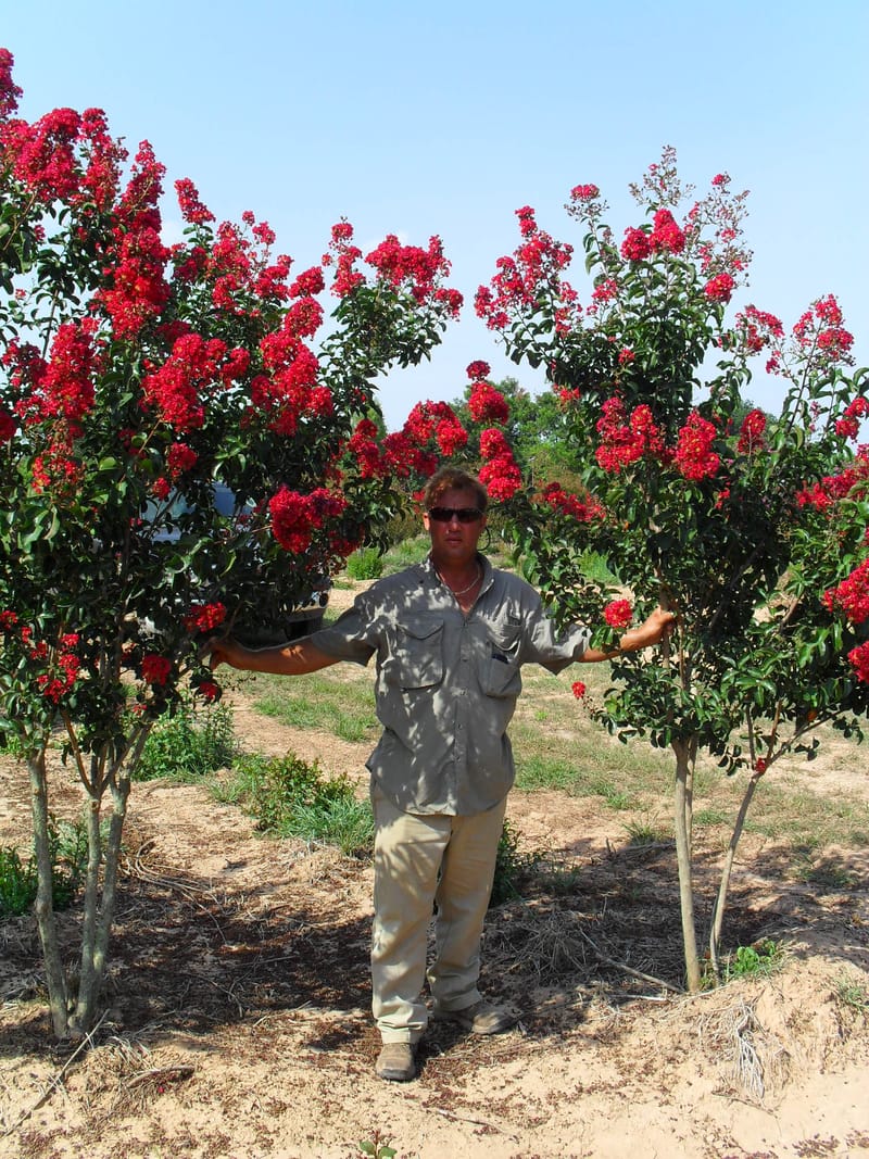 Louisiana Tree Farm - Bunkie, Louisiana