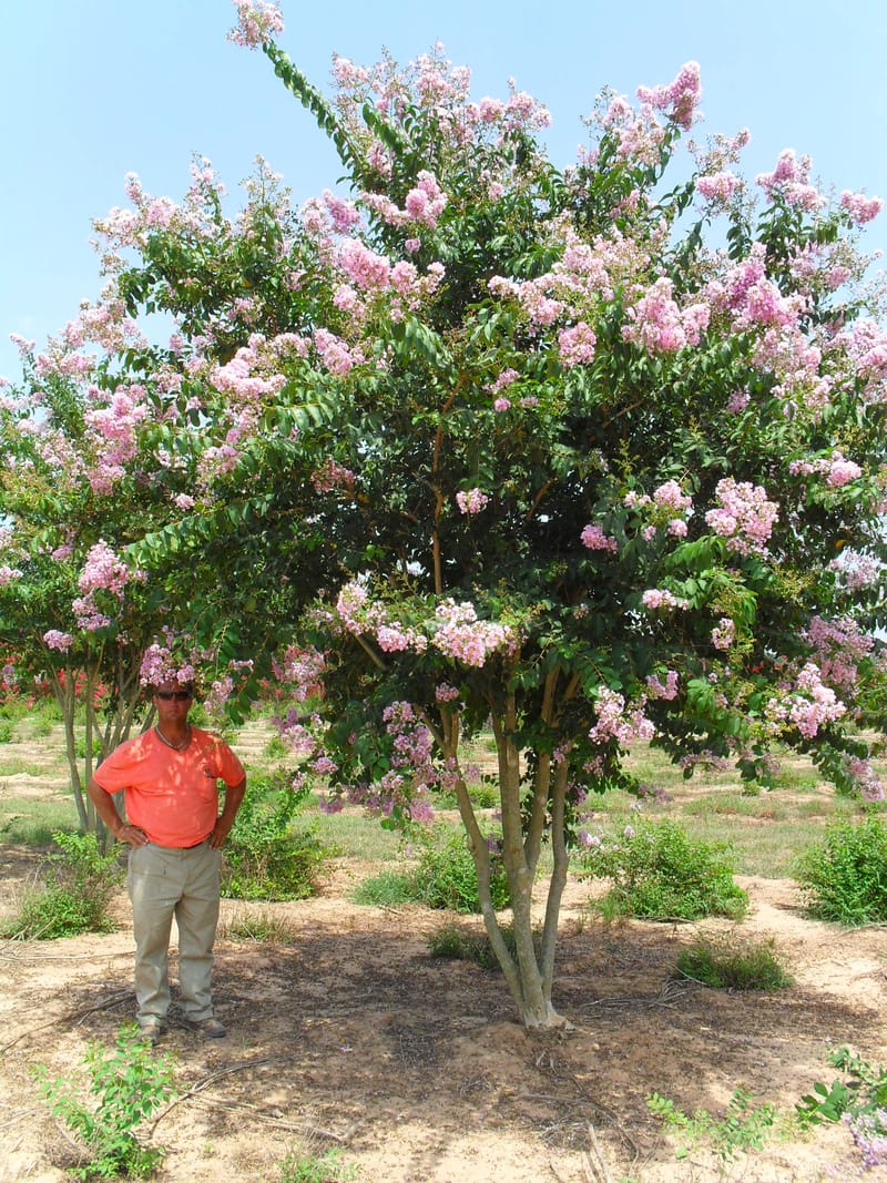 - Louisiana Tree Farm