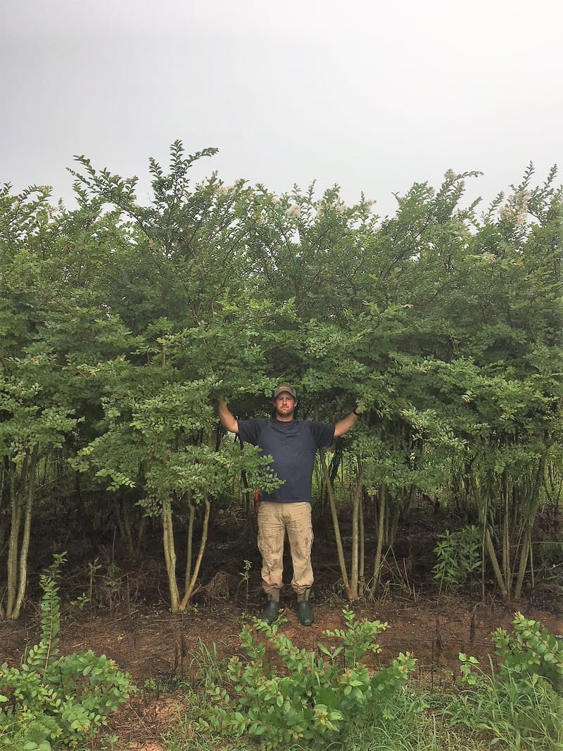 Louisiana Tree Farm - Bunkie, Louisiana