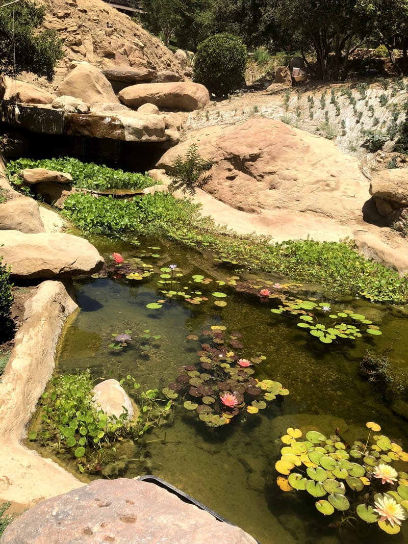 - Desert Springs Water Features