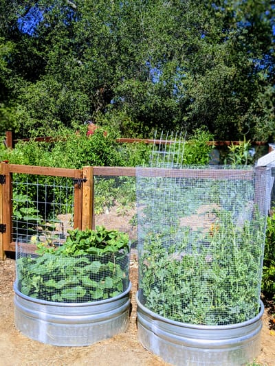 Alpine Rabbitry & more..