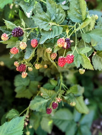 Alpine Rabbitry & more.. - Alpine Rabbitry & more.. Follow us on ...