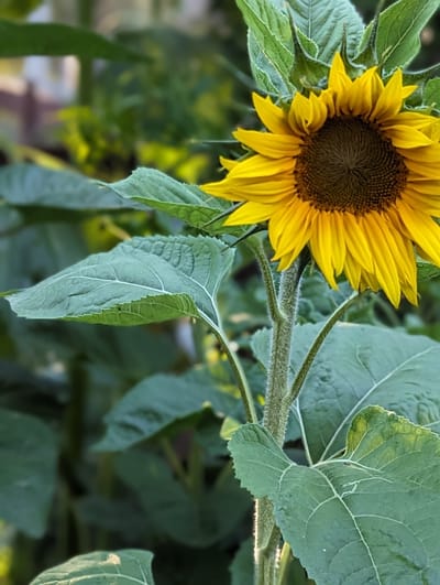 Alpine Rabbitry & more.. - Alpine Rabbitry & more.. Follow us on ...