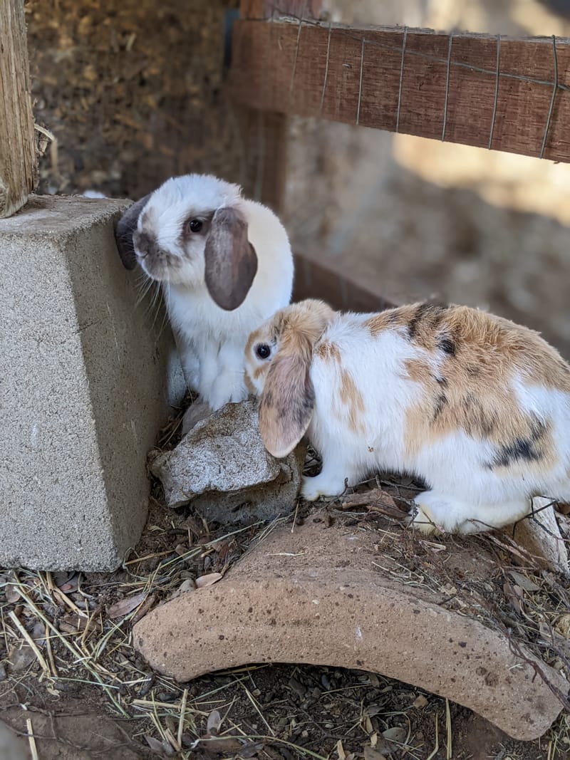 Alpine Rabbitry & more..