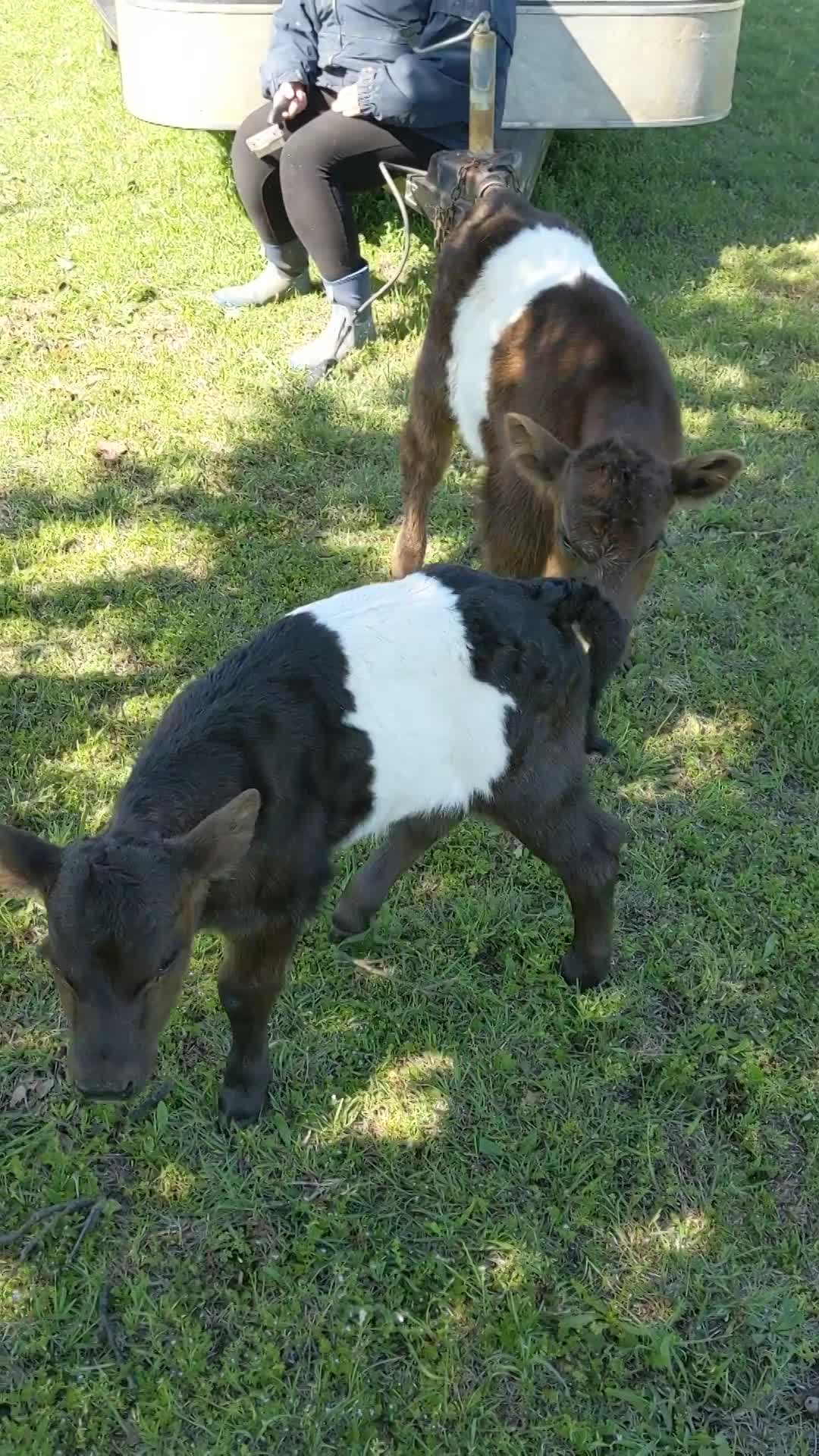 Mid-size to Miniature Cows - Belted Galloway Cows and Angora Rabbits