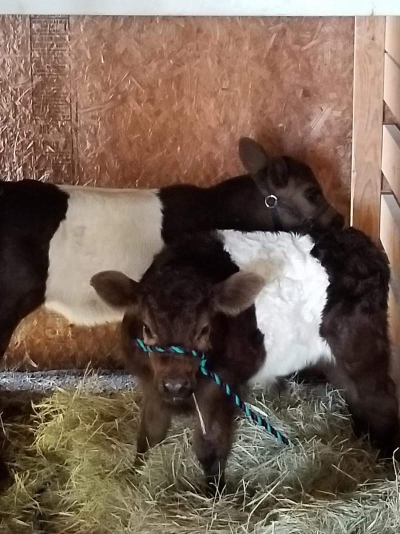Calves for Sale - Belted Galloway Cows and Angora Rabbits