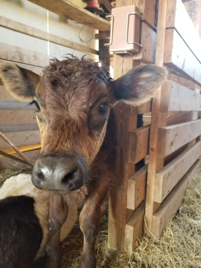 Mid-size to Miniature Cows - Belted Galloway Cows and Angora Rabbits