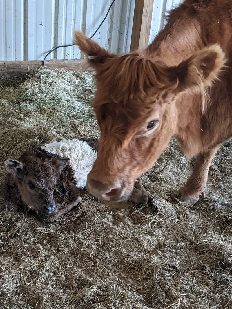 Mid-size to Miniature Cows - Belted Galloway Cows and Angora Rabbits