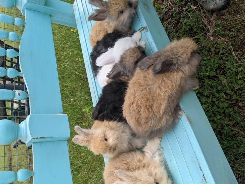 Bucks - Belted Galloway Cows and Angora Rabbits