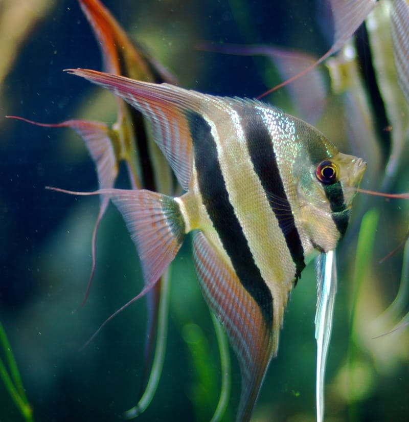 Pterophyllum & Discus - Alex's zebra