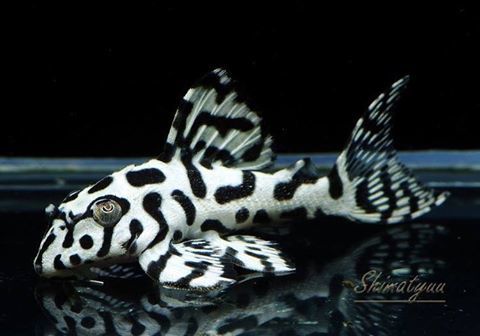 l 236 super white - Alex's zebra