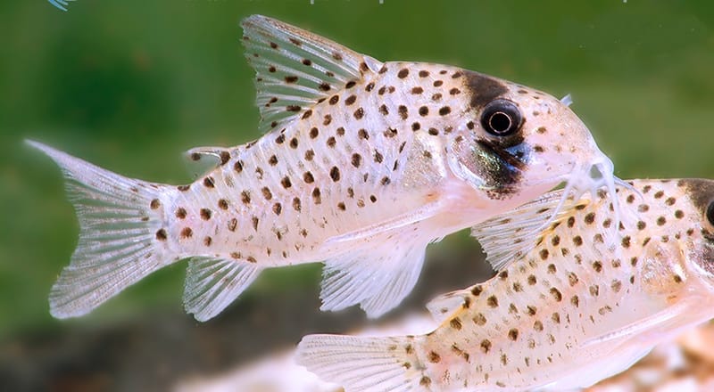 Corydoras - Alex's zebra