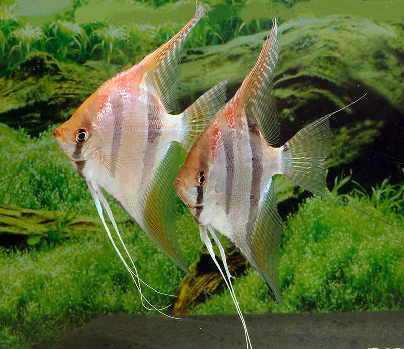 Pterophyllum & Discus - Alex's zebra