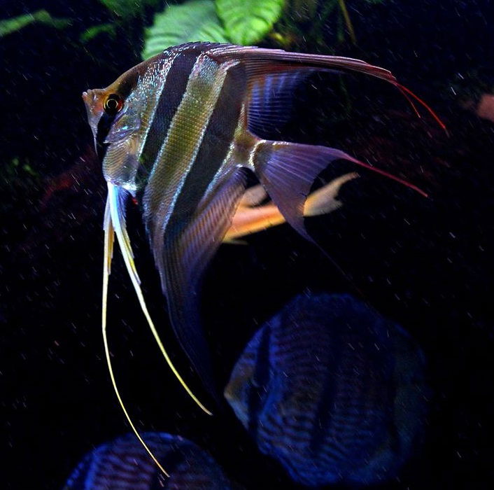 Pterophyllum & Discus - Alex's zebra