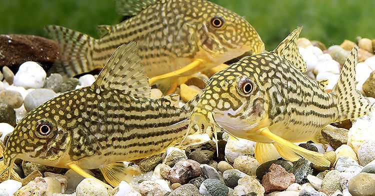 Corydoras - Alex's zebra