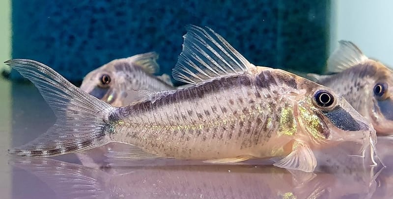 Corydoras - Alex's zebra