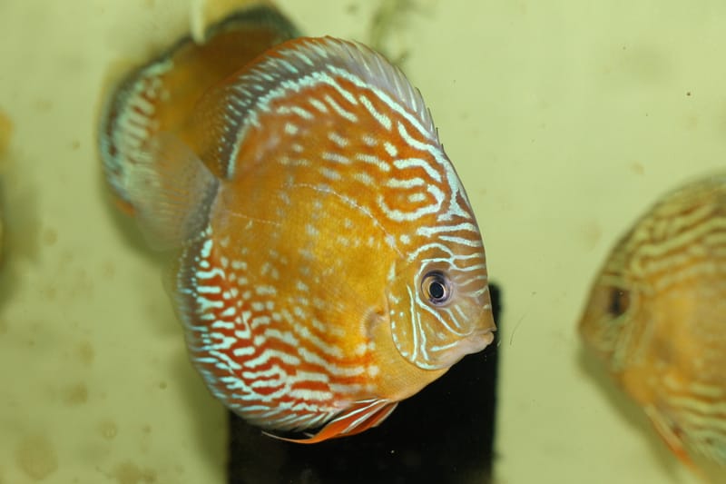 Pterophyllum & Discus - Alex's zebra