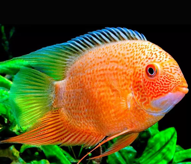 Heros severus GOLD RED SPOT - Copy - Alex's zebra