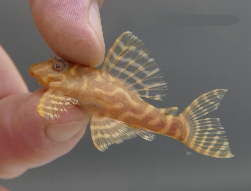 l333 ALBINO - Alex's zebra