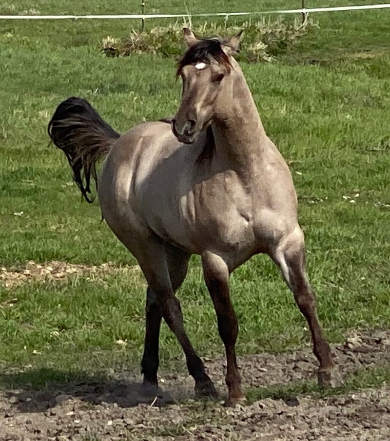 AQHA Grullo Stallion