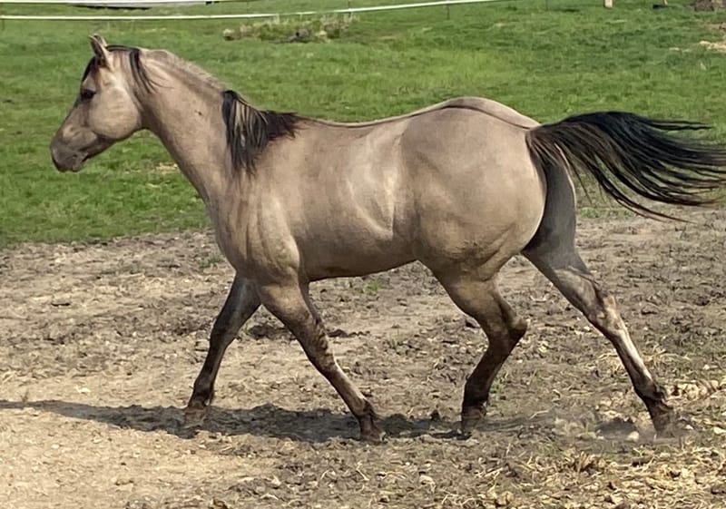 AQHA Grullo Stallion