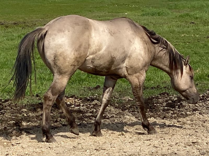 AQHA Grullo Stallion