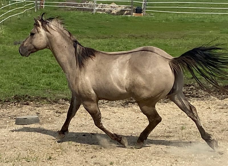 AQHA Grullo Stallion