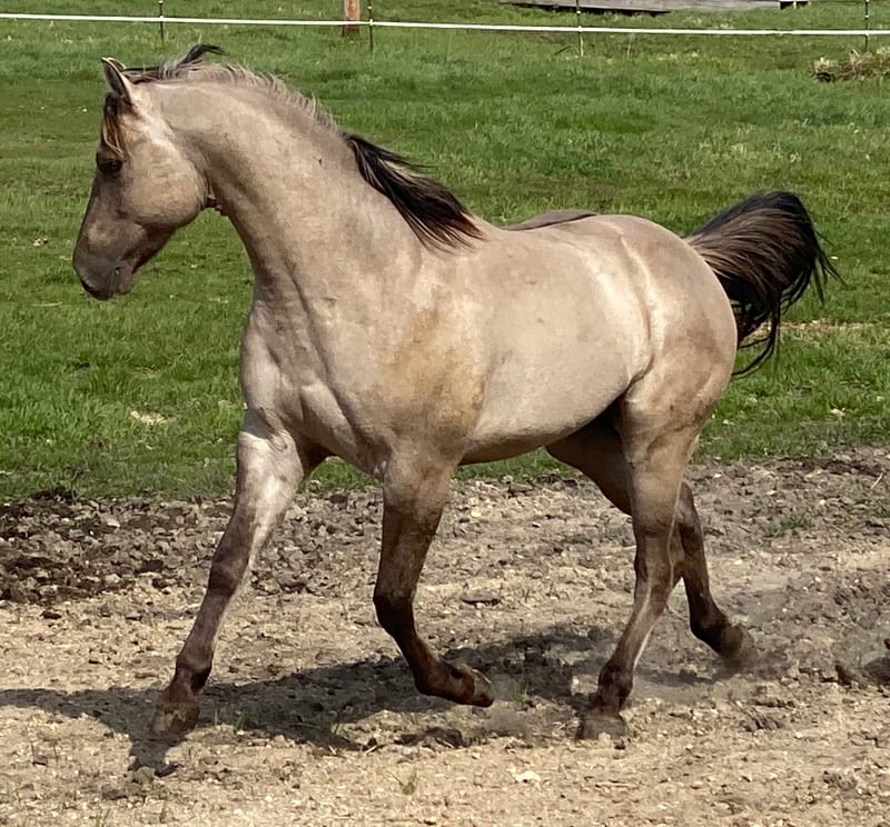 AQHA Grullo Stallion