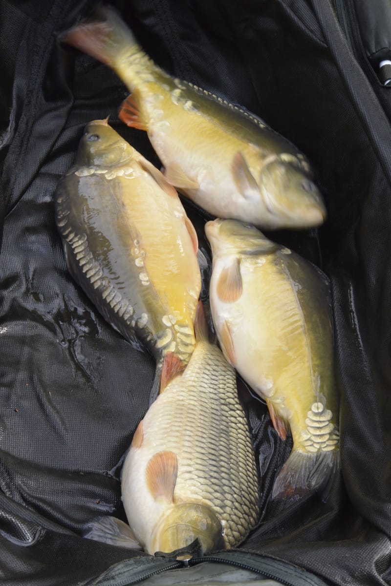 fishing at tilgate park