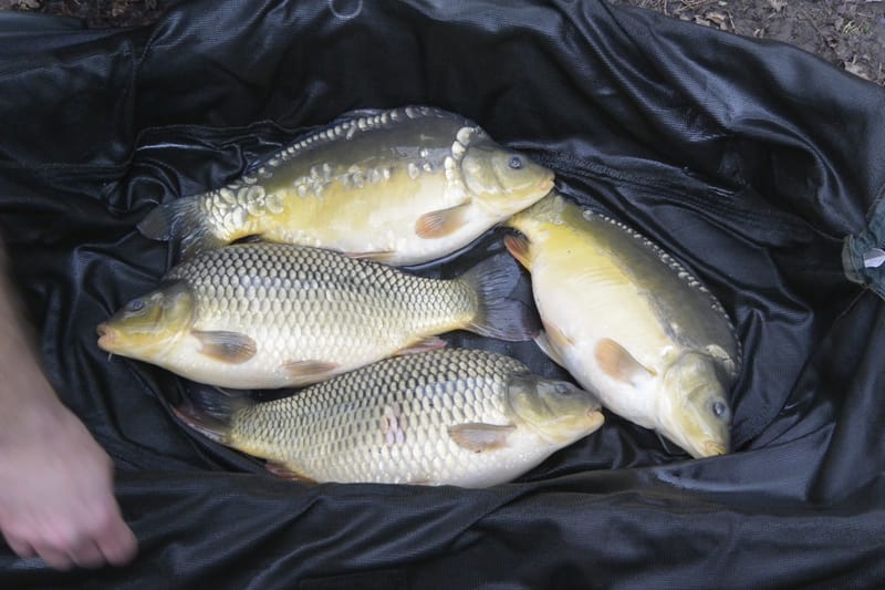 fishing at tilgate park
