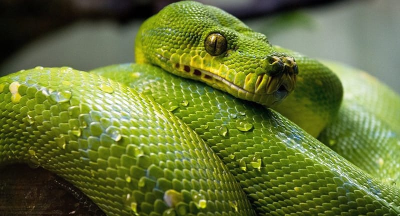l'histoire du venin de serpent - Venin de serpent