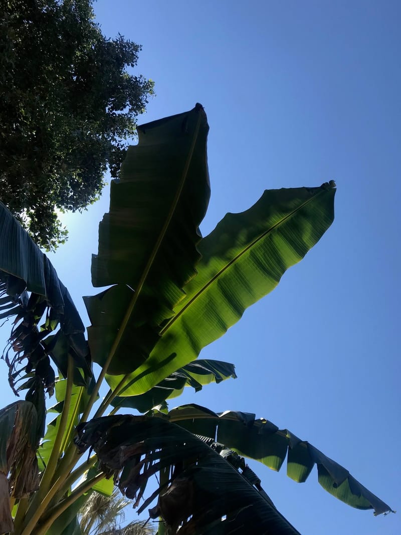 How to Address Houseplant Sun Scorch