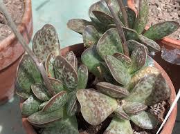 The ULTIMATE Guide for Indoor Adromischus!