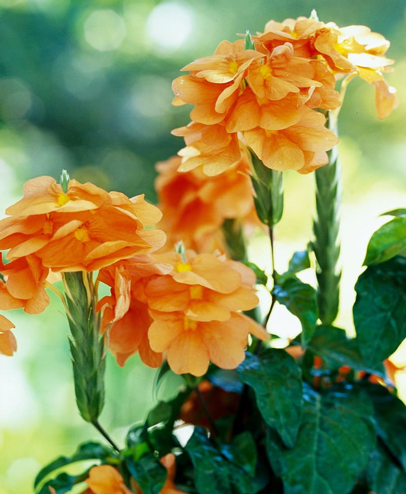An ULTIMATE Guide to Crossandra (Firecracker Flowers)