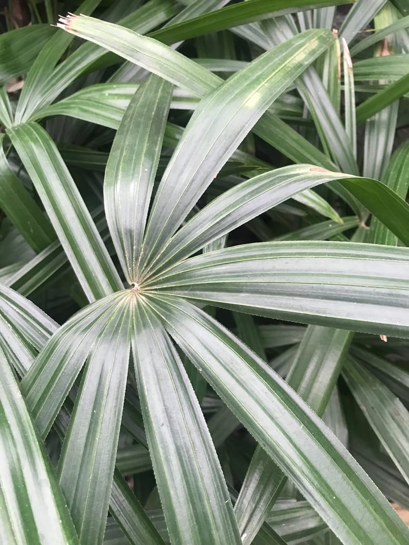 Growing Indoor Lady Palms - Rhapsis Excelsa
