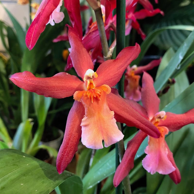 Our Guide to Burrageara Orchids!