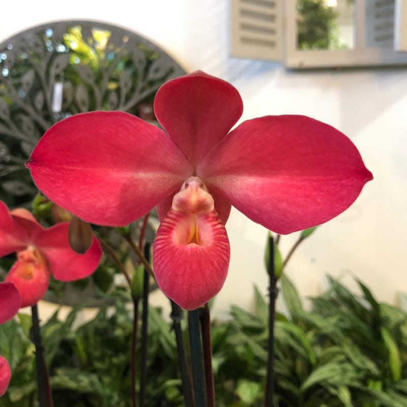 The ULTIMATE Care-Guide to Phragmipedium Orchids